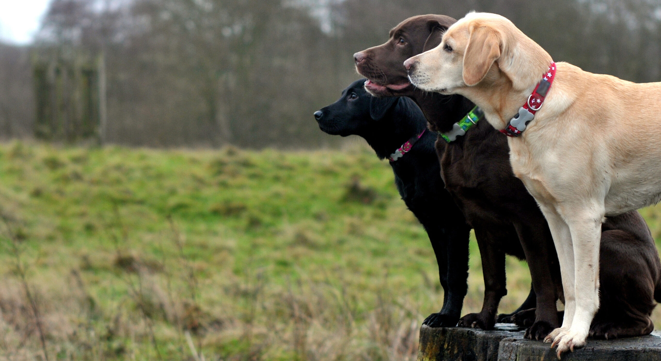 Understanding the Different Types of Labrador Retrievers